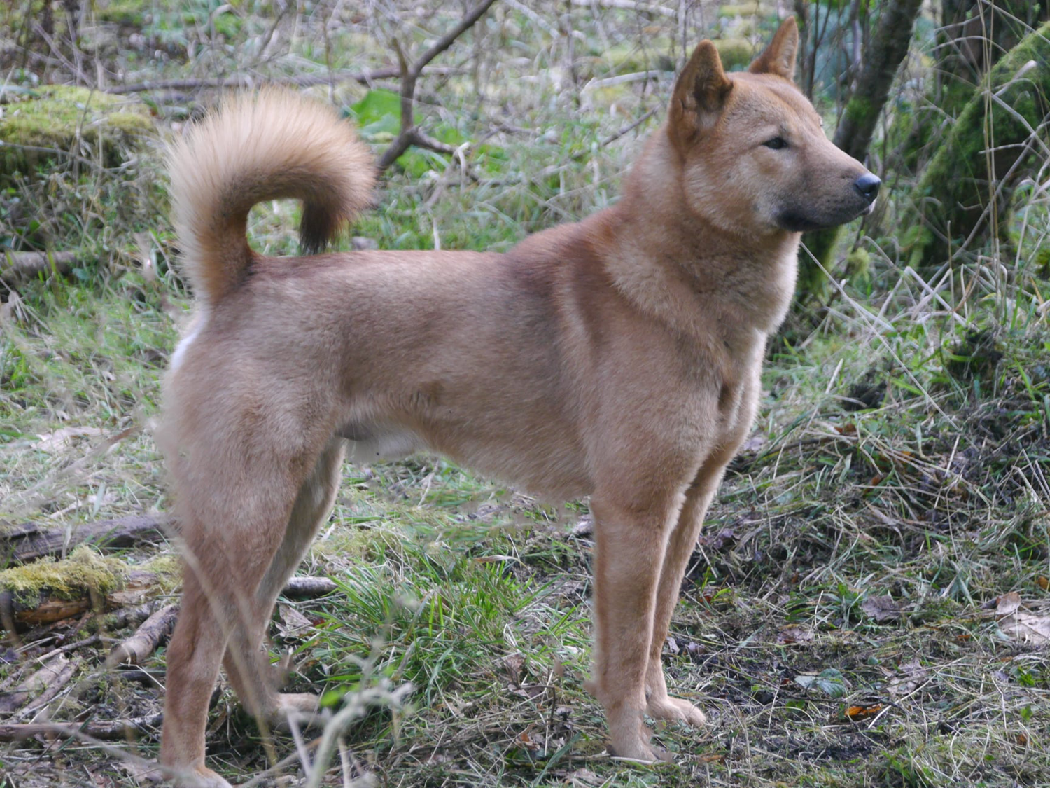 The Kennel Club Standard – European Korean Jindo Dog Association