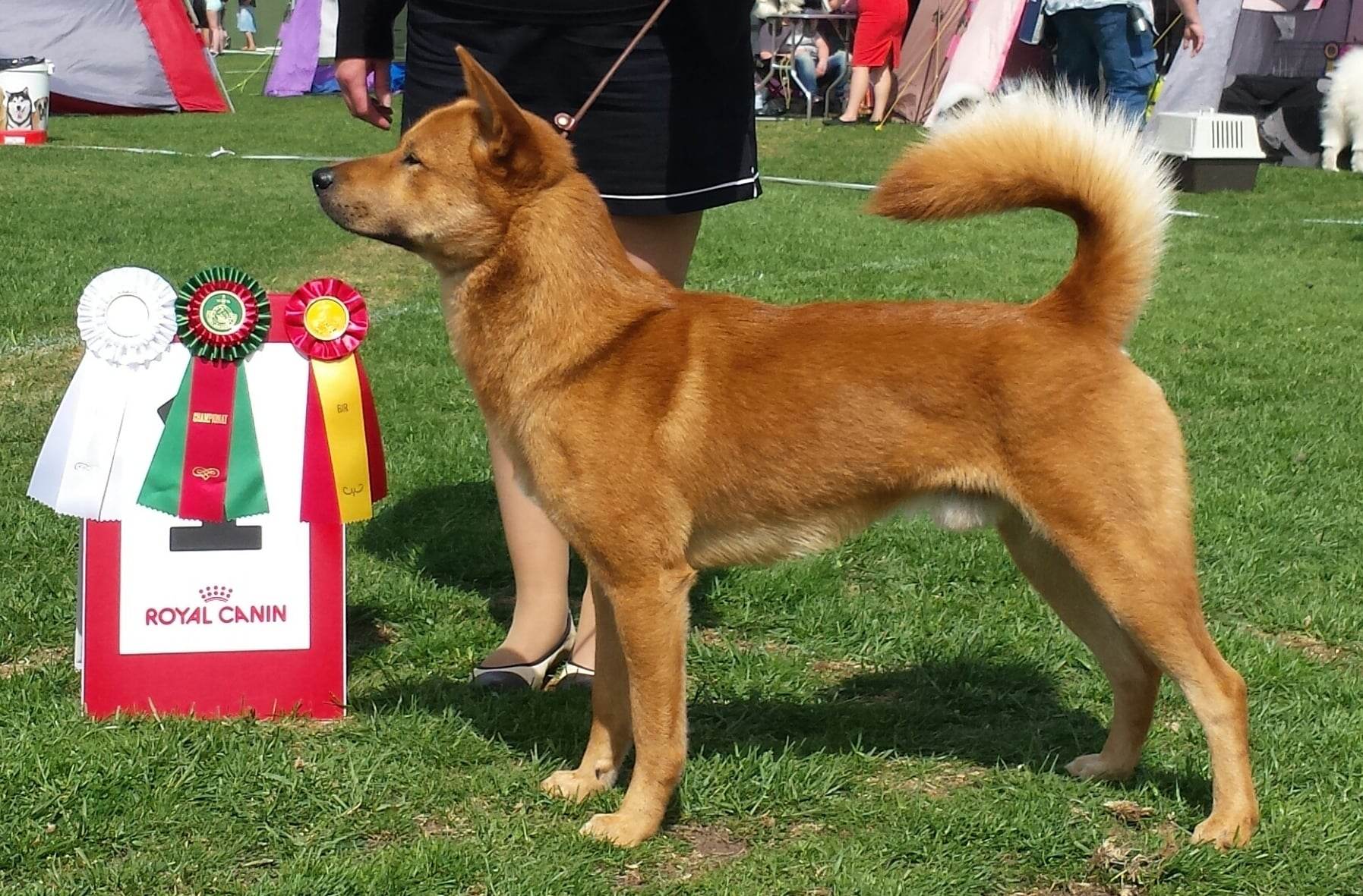 Meet the breed – European Korean Jindo Dog Association