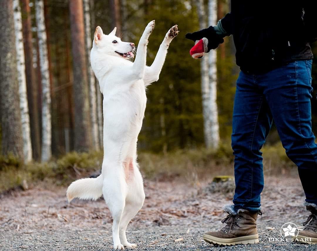 Meet the breed – European Korean Jindo Dog Association